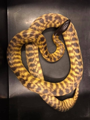 BLACK HEADED PYTHONS