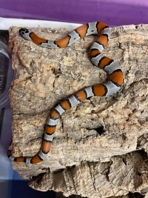 Gray banded kingsnake